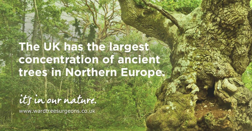 Tips and Guides - Ward Tree Surgeons | Tips and Tricks for Tree Care