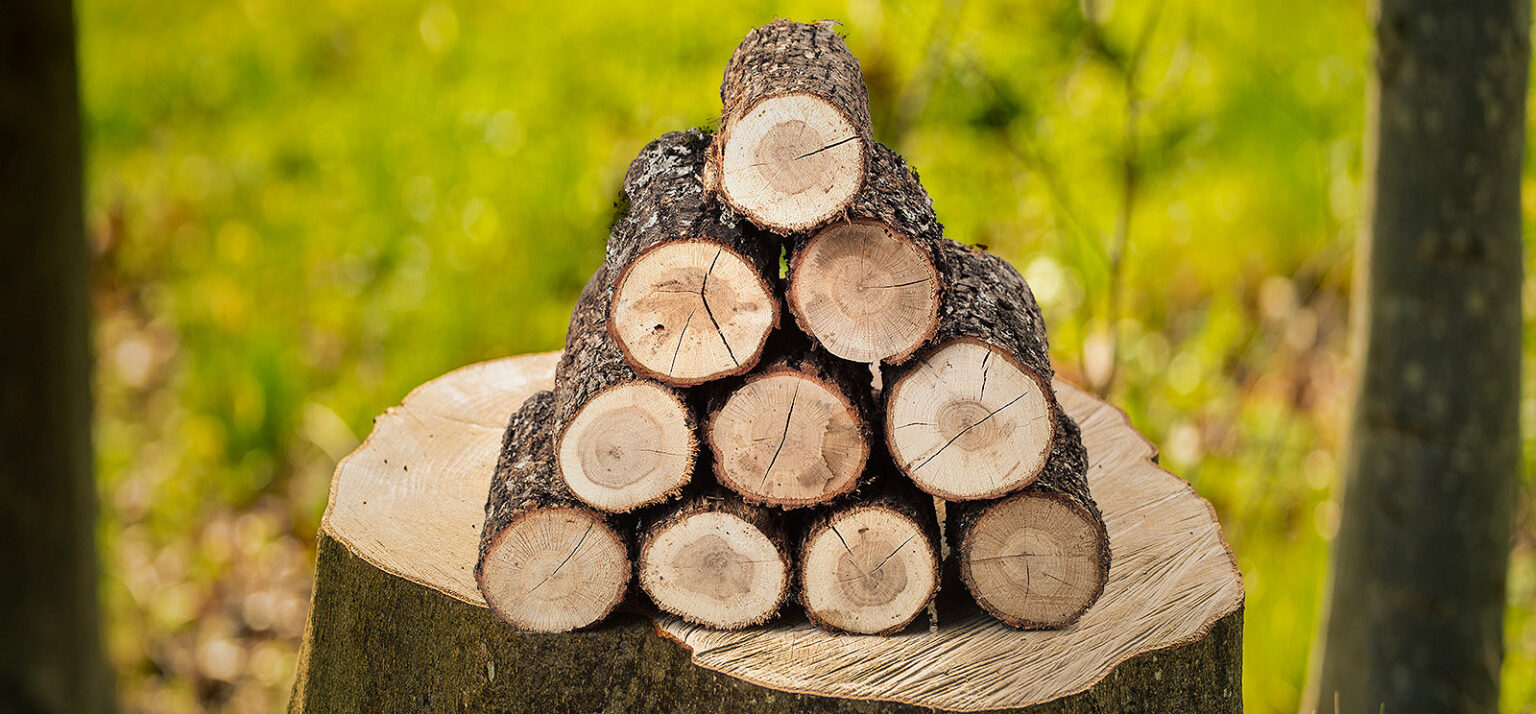 Ten tips for choosing a tree surgeon - Ward Tree Surgeons