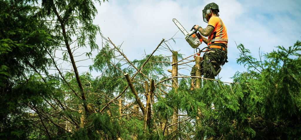 Ten tips for choosing a tree surgeon - Ward Tree Surgeons
