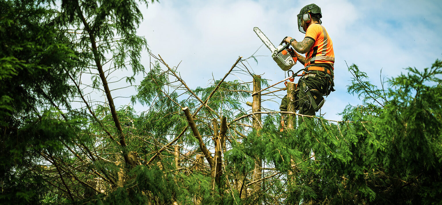 Ten tips for choosing a tree surgeon - Ward Tree Surgeons